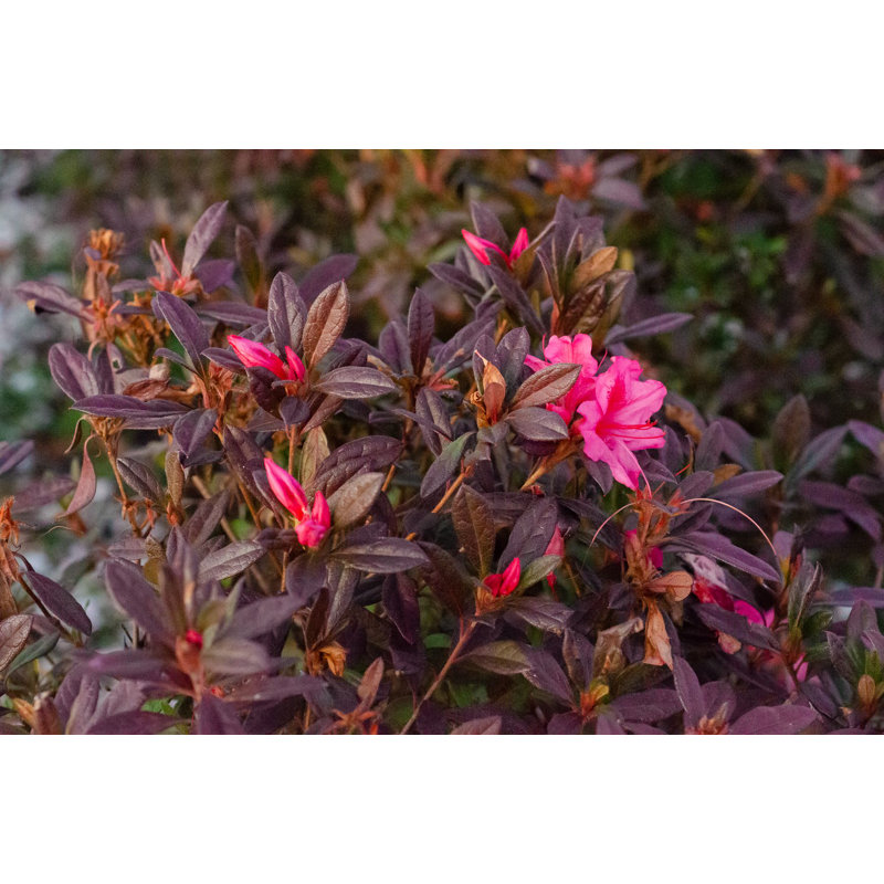 Encore Azalea 1 Gallon Autumn Jewel Encore Azalea - Pink Blooming Azalea with Petite Flowers ...